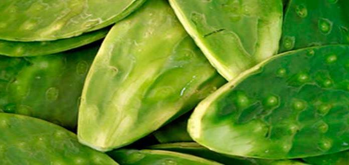 Beneficios del nopal para tu salud