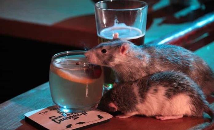 Ratas alcohólicas sufren menos la abstención tras someterse a ...