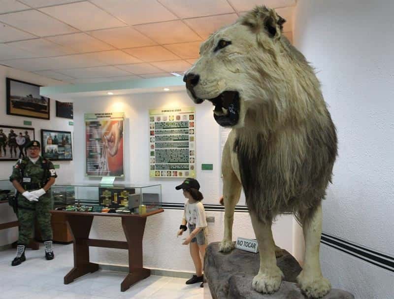 Sedena muestra su lucha contra las drogas en el Museo del Enervante