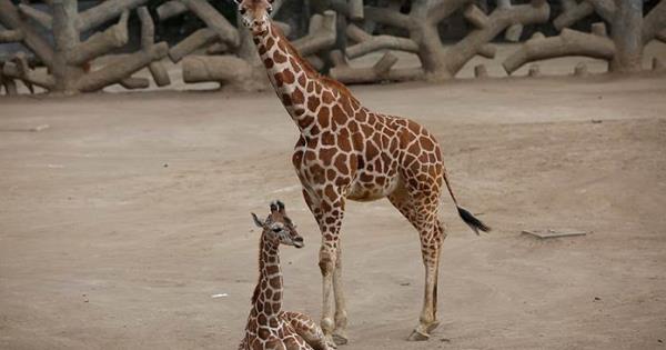 ¿Por qué las jirafas tienen esas características biológicas únicas?