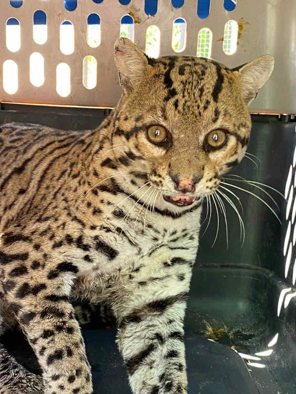 Encuentran ocelote herido en Tamuín