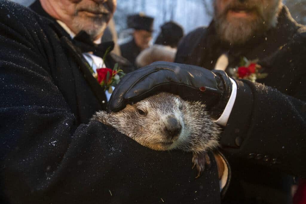La marmota Phil predice que la primavera llegará pronto a Estados Unidos