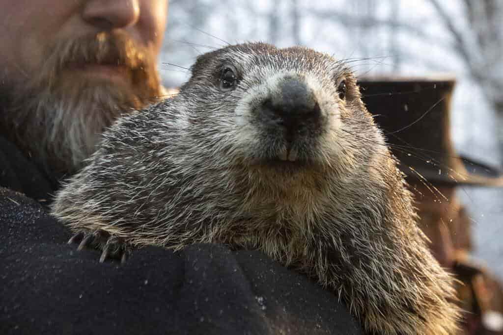 La marmota Phil predice que la primavera llegará pronto a Estados Unidos
