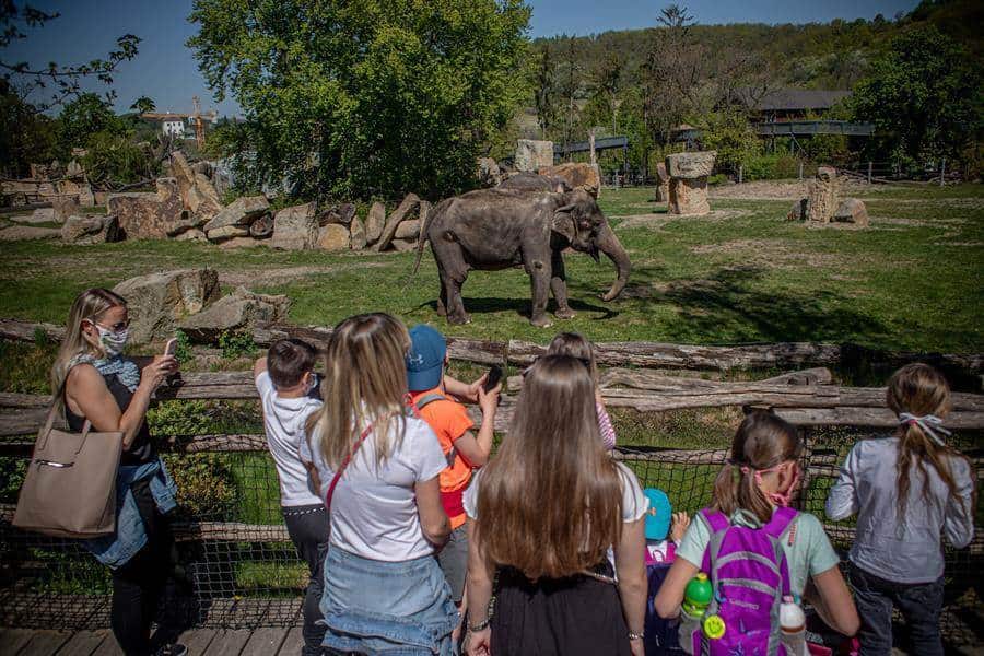 Zoo de Praga reabre con más de 130 crías nacidas en la cuarentena (FOTOS)