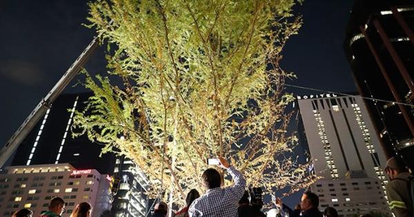 El ahuehuete, árbol nacional y ofrenda en tiempos prehispánicos