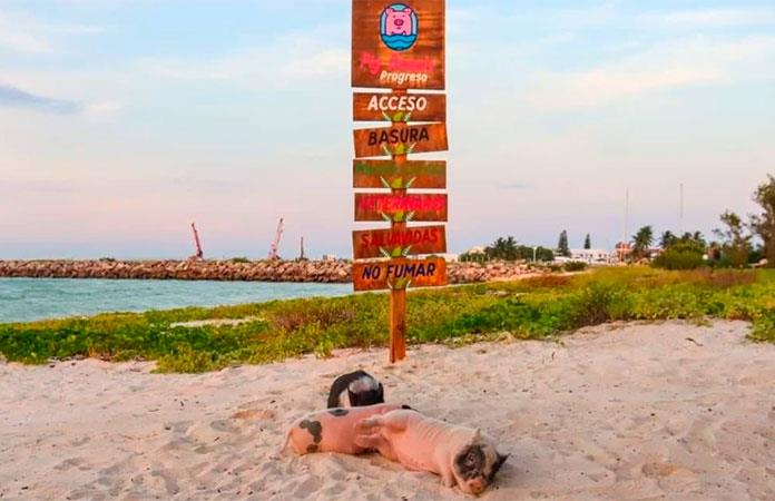 Descubre Pig Beach en Yucatán