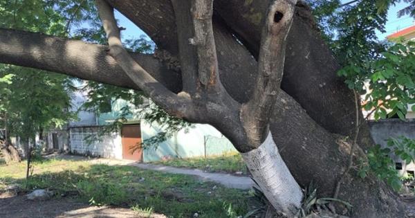 Piden podar enorme árbol tipo orejón
