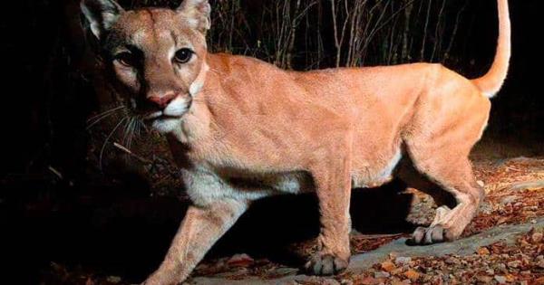 Captan a puma en la Huasteca