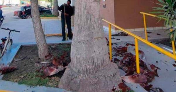 Podan los árboles y palmeras para prevenir accidentes