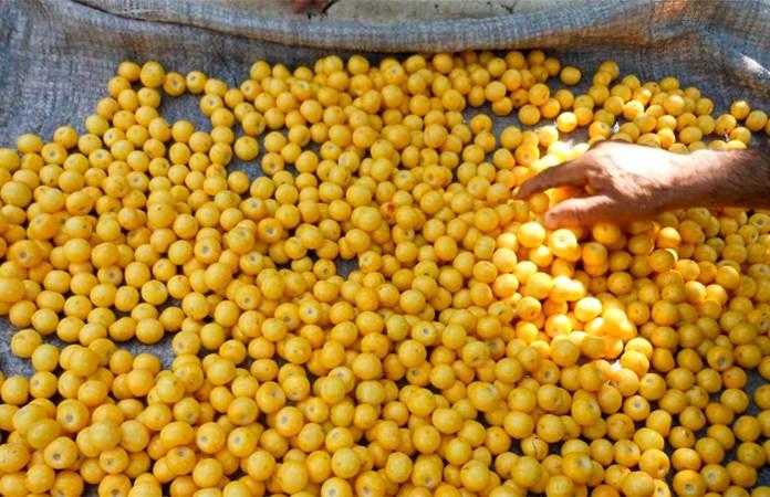 Beneficios del nanche para la salud