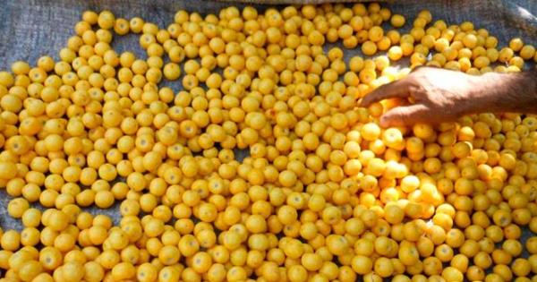 Beneficios del nanche para la salud