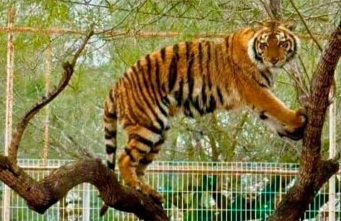 Tigre Siberiano Escapa Zoológico Quinta La Fauna